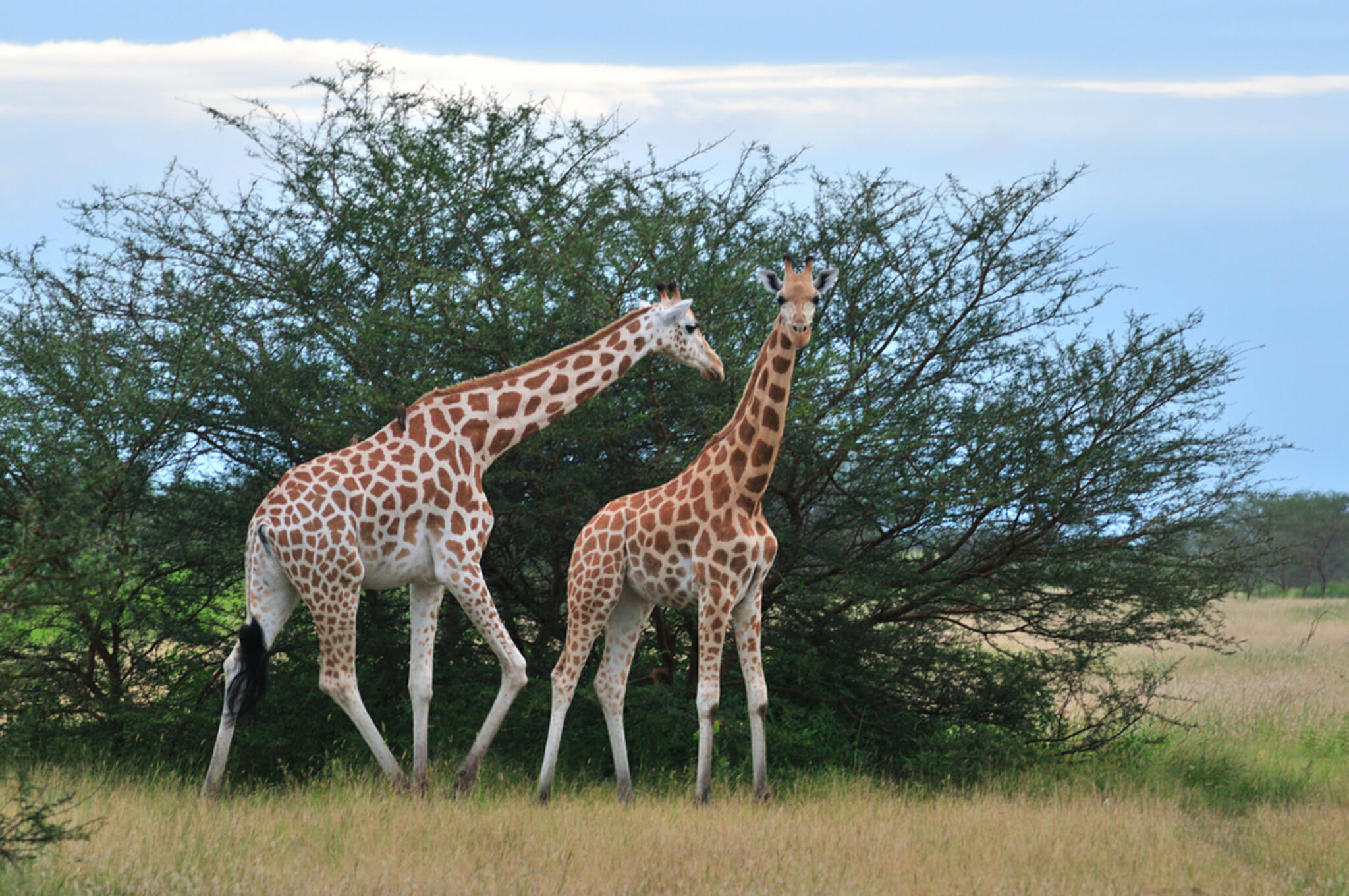 Waza National Park – Untamed Travelling