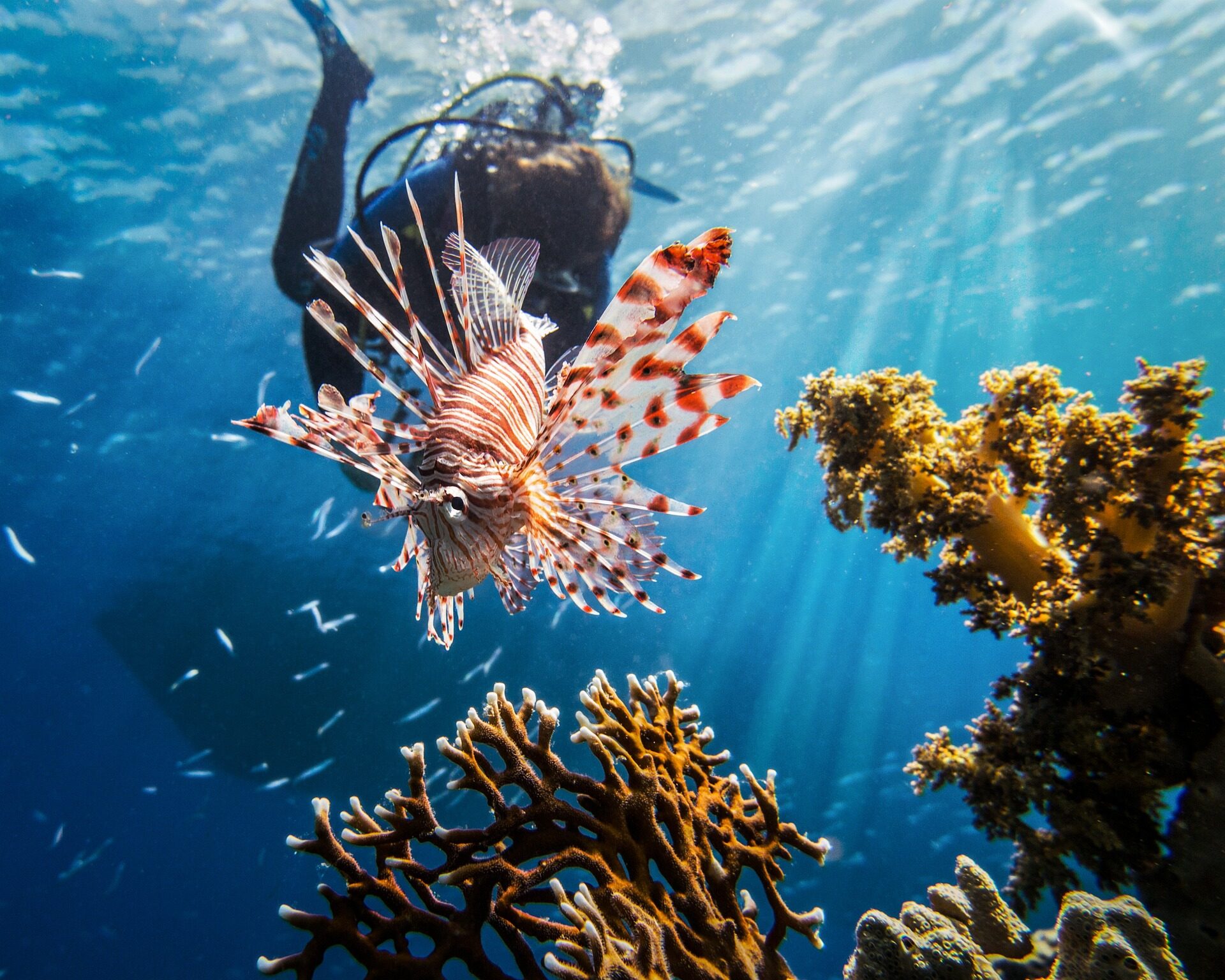 Snorkelen en duiken in de Rode Zee - beleef Egypte | Untamed Travelling