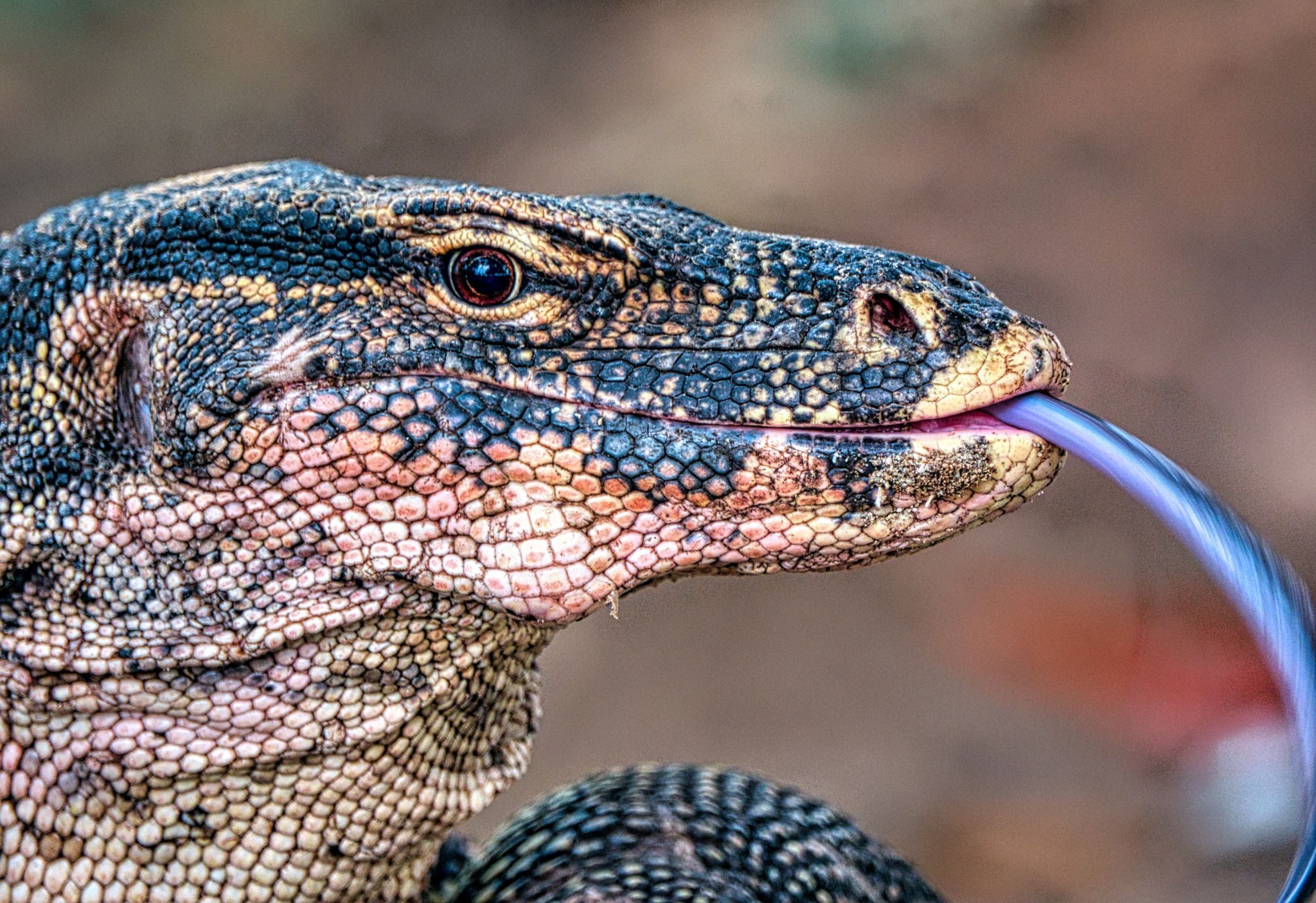 Round trip Lesser Sunda Islands - Discover Indonesia | Untamed Travelling