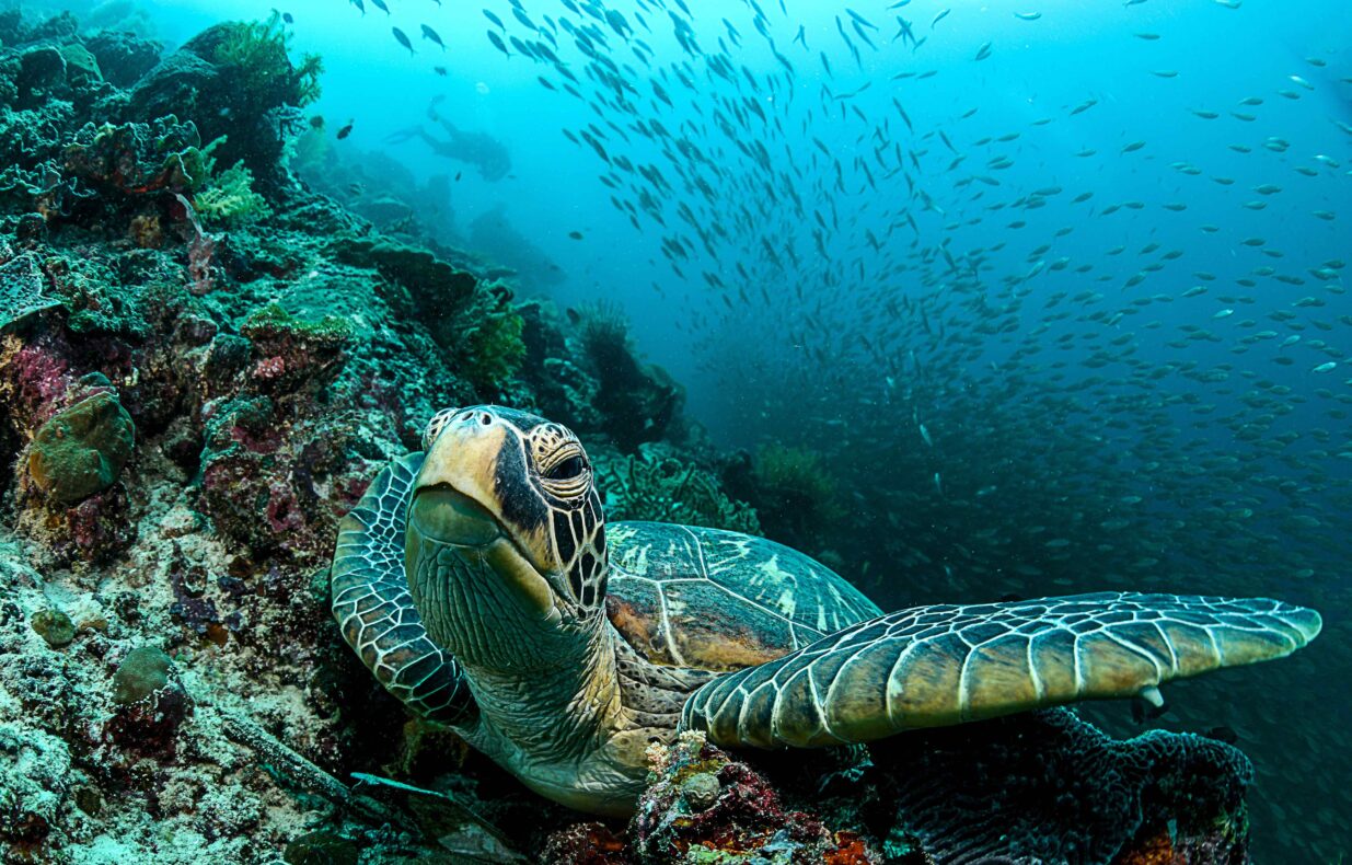 Philippines - Untamed Travelling
