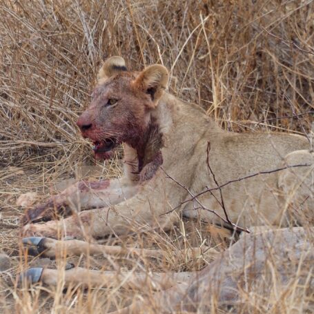 LABA LABA Lodges & Camps – Untamed Travelling