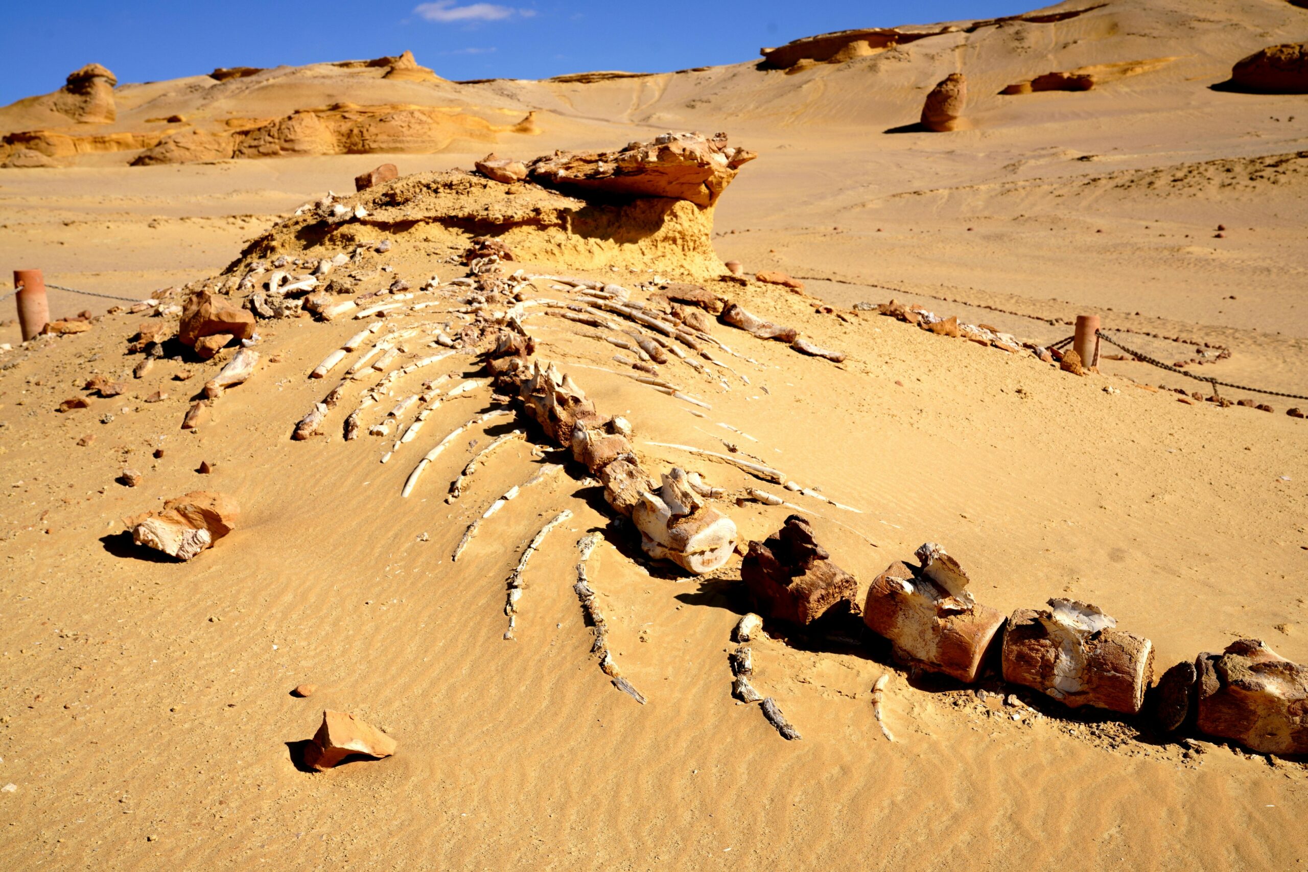 Whale Valley Wadi Al-Hitan- discover Egypt | Untamed Travelling